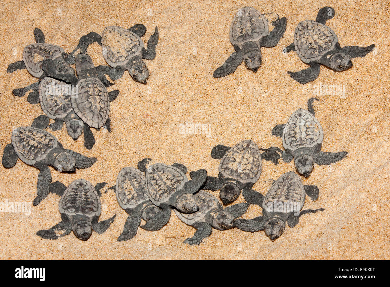 Loggerhead turtle hatchlings, Caretta caretta, moving from nest to sea ...