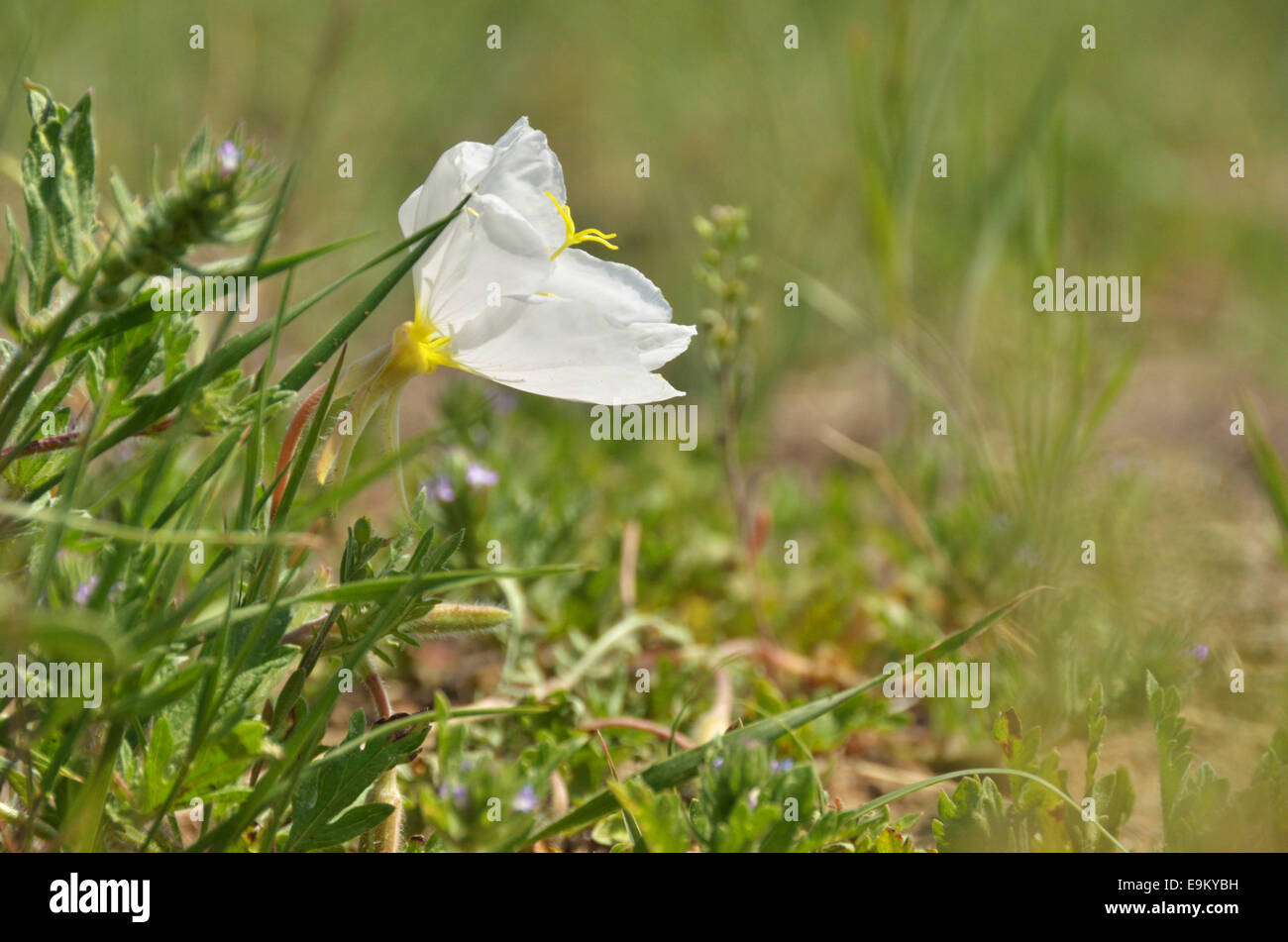 Missouri evening primrose hi-res stock photography and images - Alamy