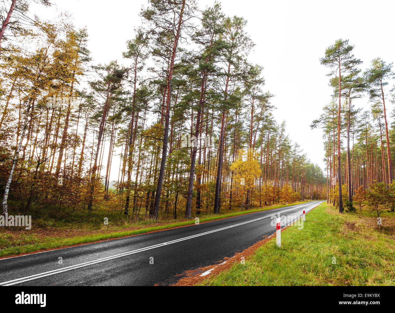Colorful forest hi-res stock photography and images - Alamy