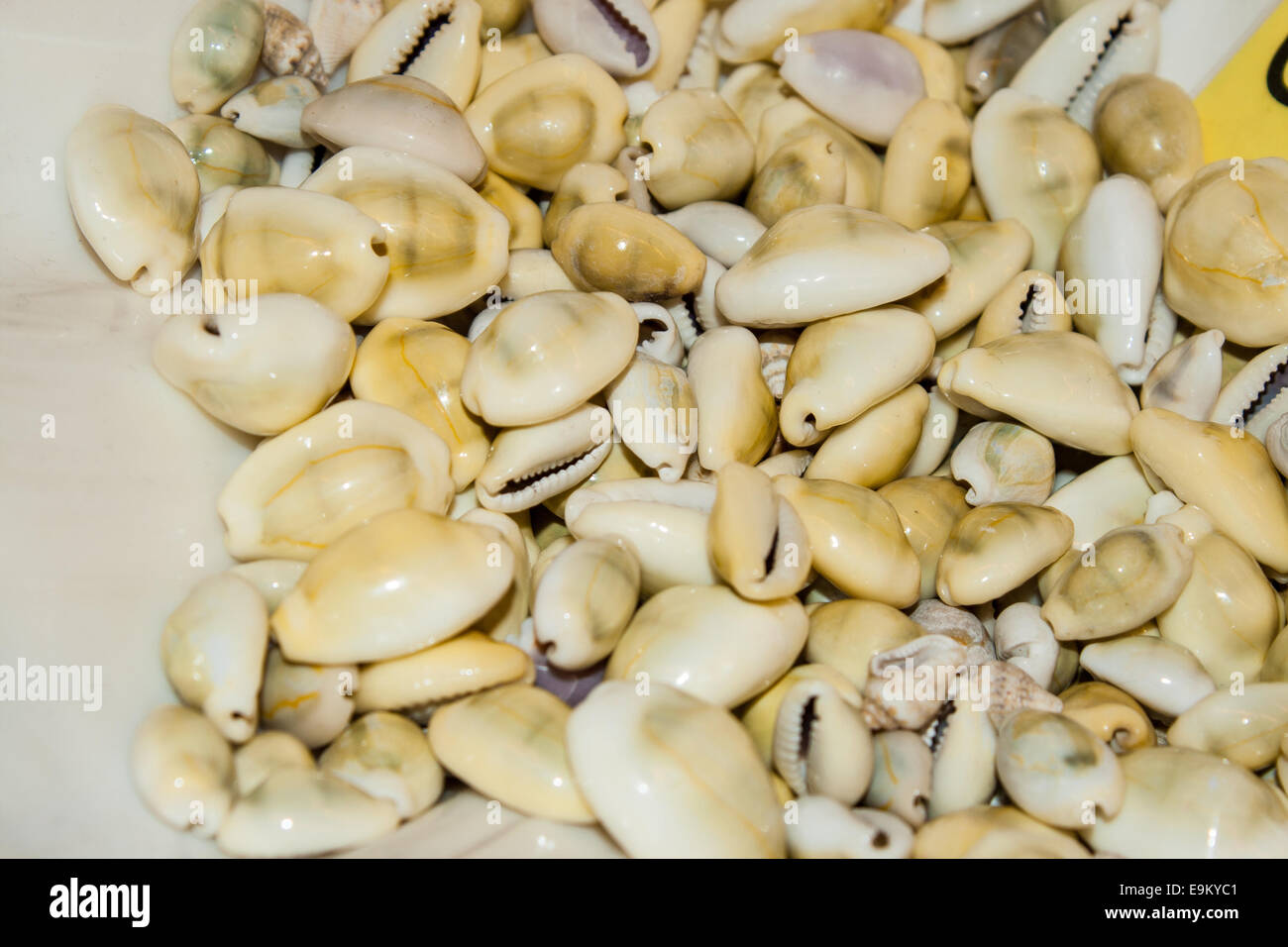 several seashells on the beach Stock Photo - Alamy