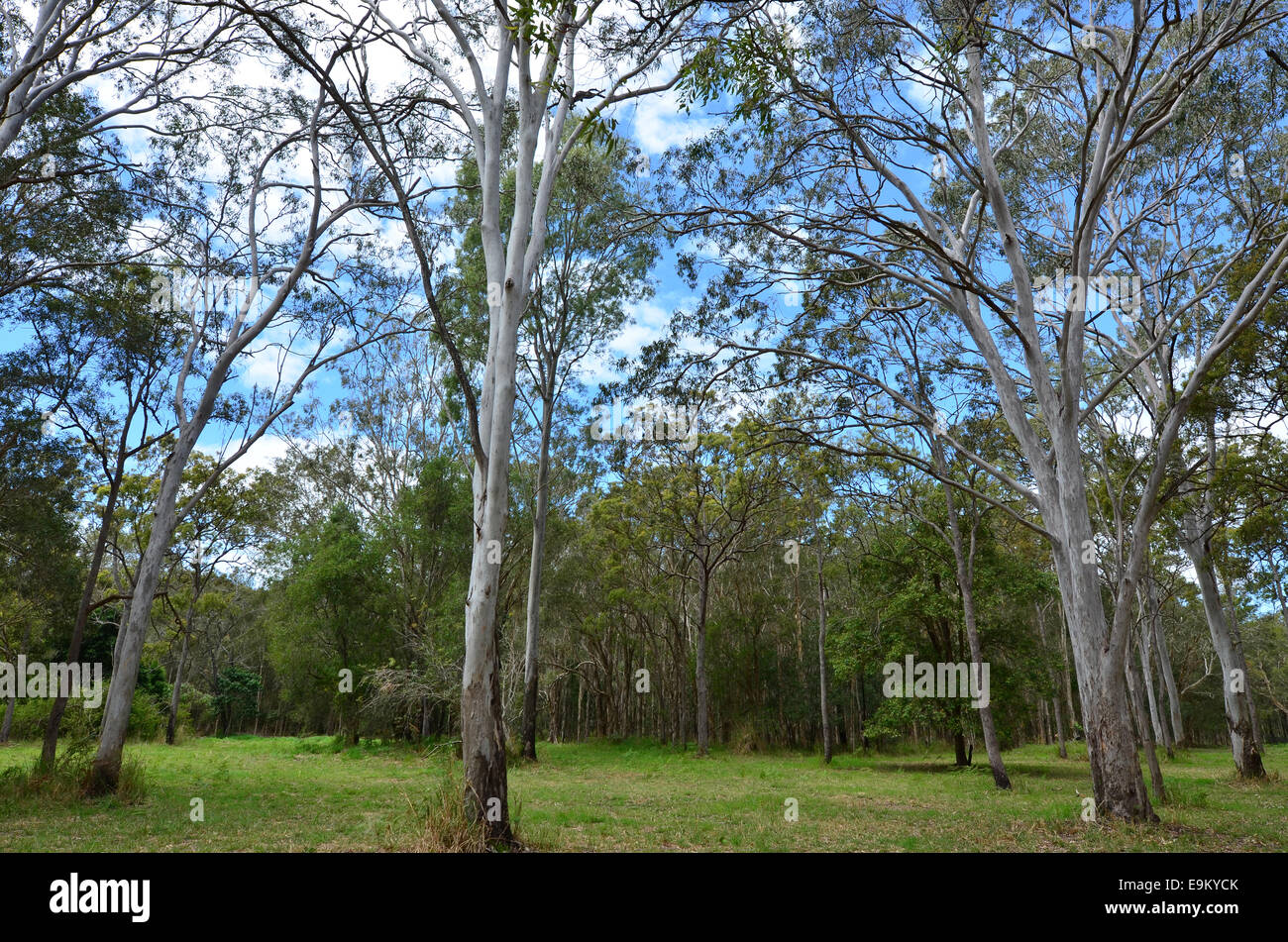 Eucalyptus Tree Queensland Australia High Resolution Stock Photography ...
