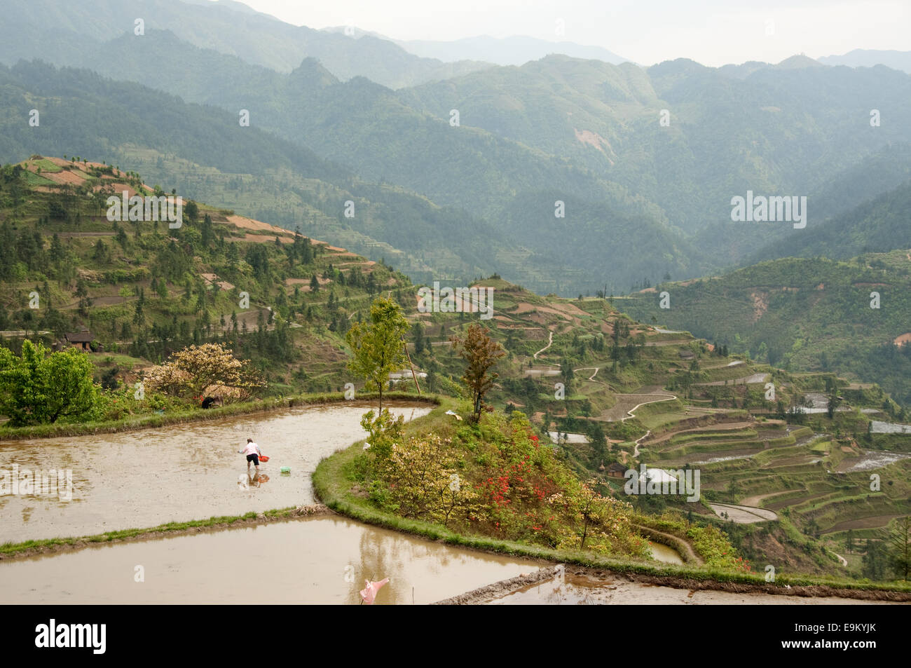 Watered terraced rice fields, Xijiang, Guizhou Province, China Stock ...