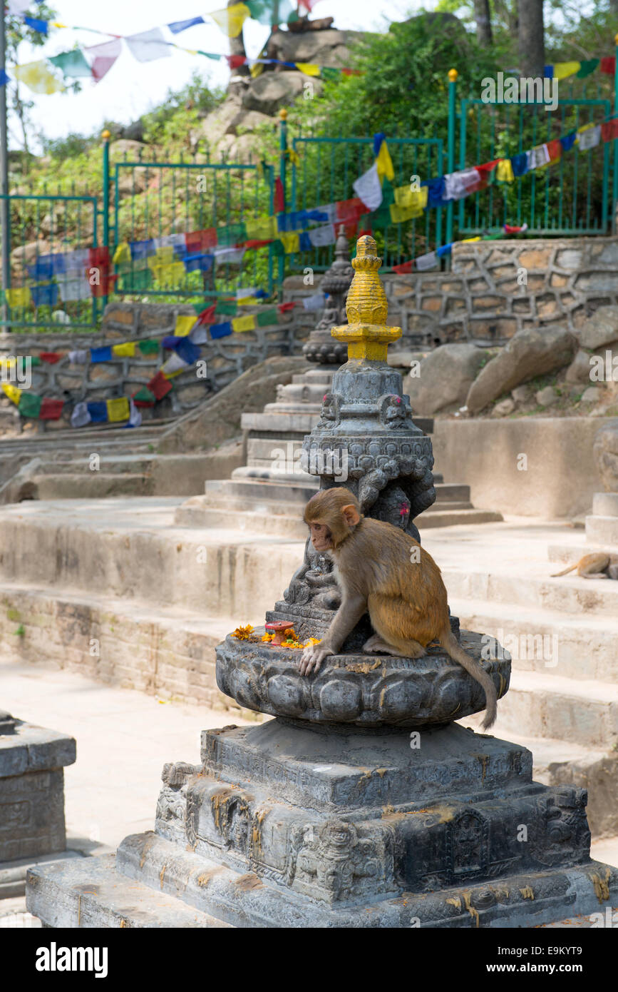 Monkey in Swayambhunath religious complex aka Monkey Temple - ancient ...