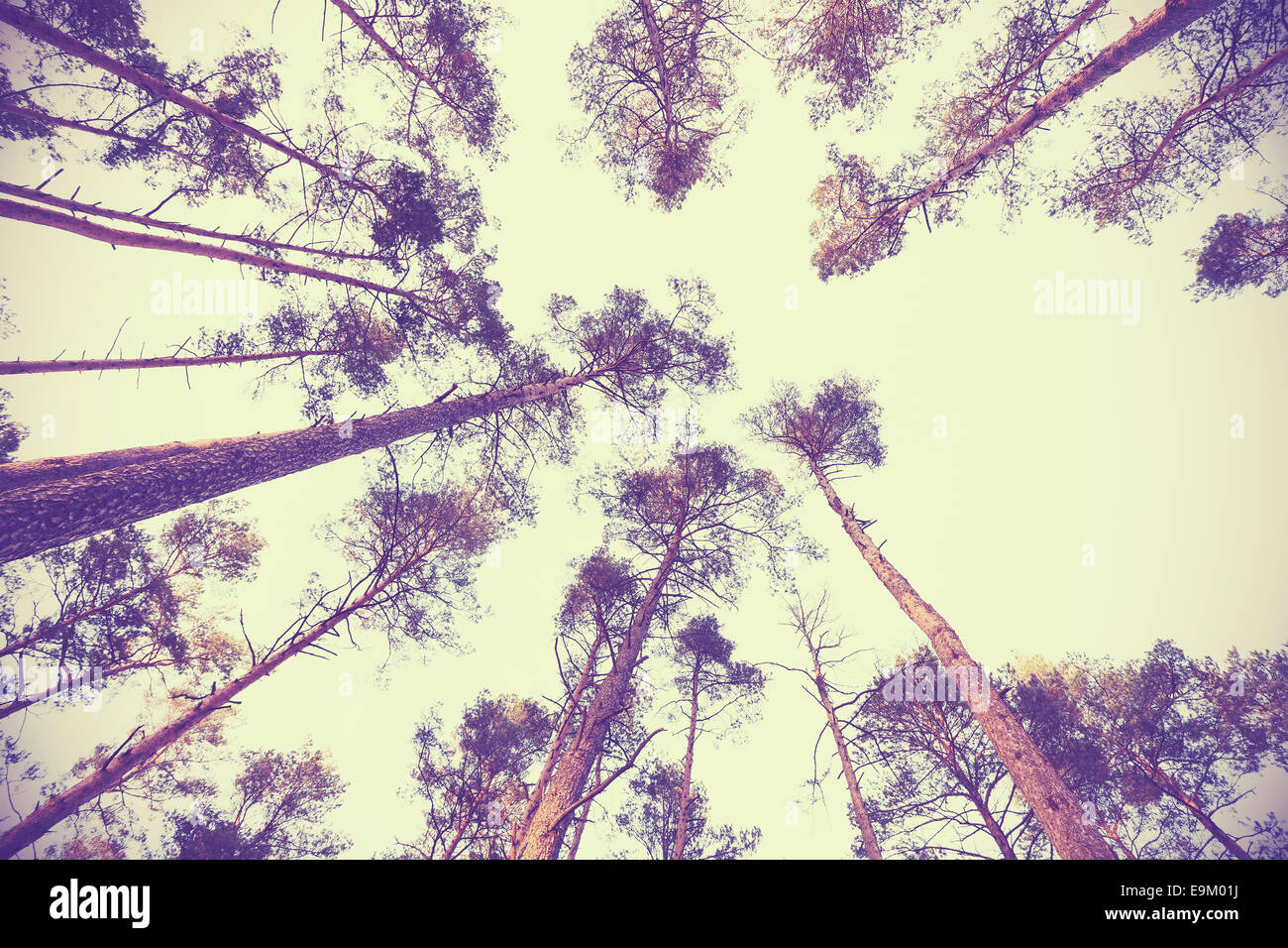 Looking up through autumn trees, retro filtered background Stock Photo ...