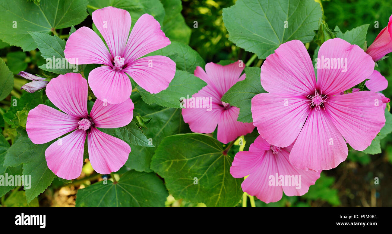 Pink flowers in a garden Stock Photo - Alamy