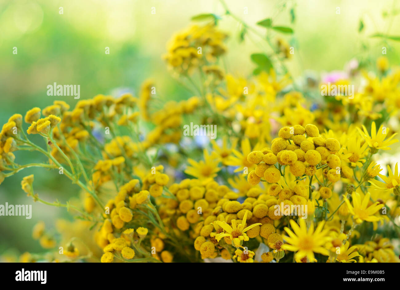 Yellow flowers of tansy hi-res stock photography and images - Alamy
