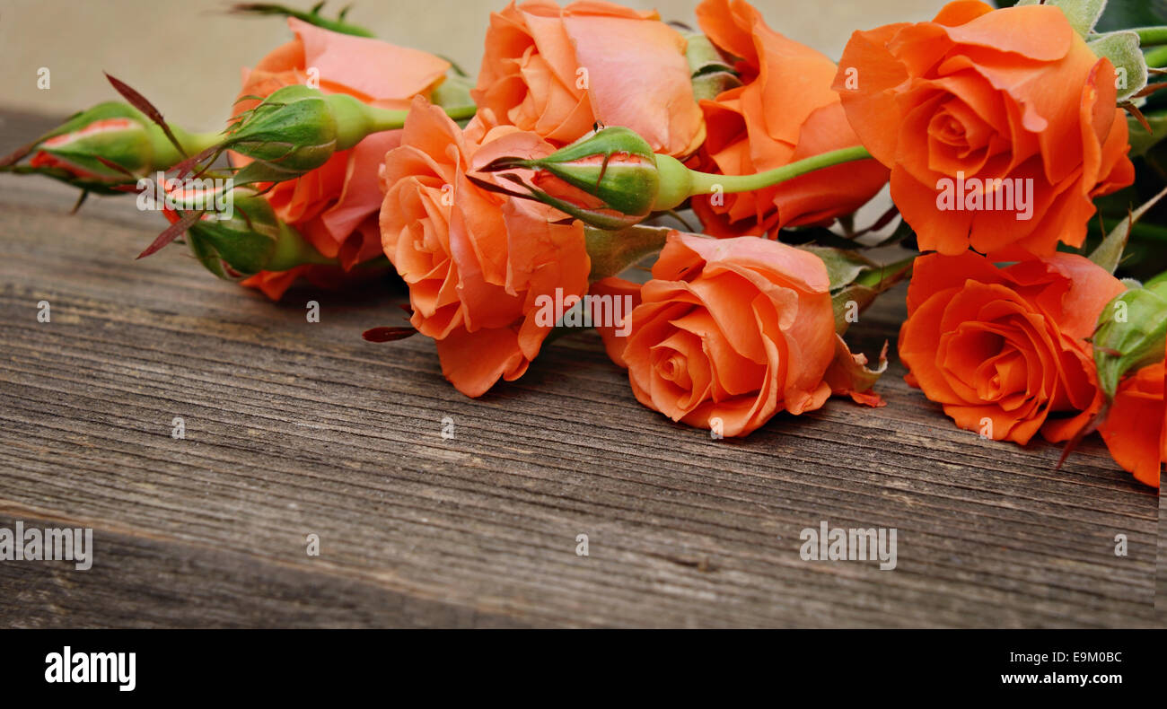 Orange flower rose on old hi-res stock photography and images - Alamy