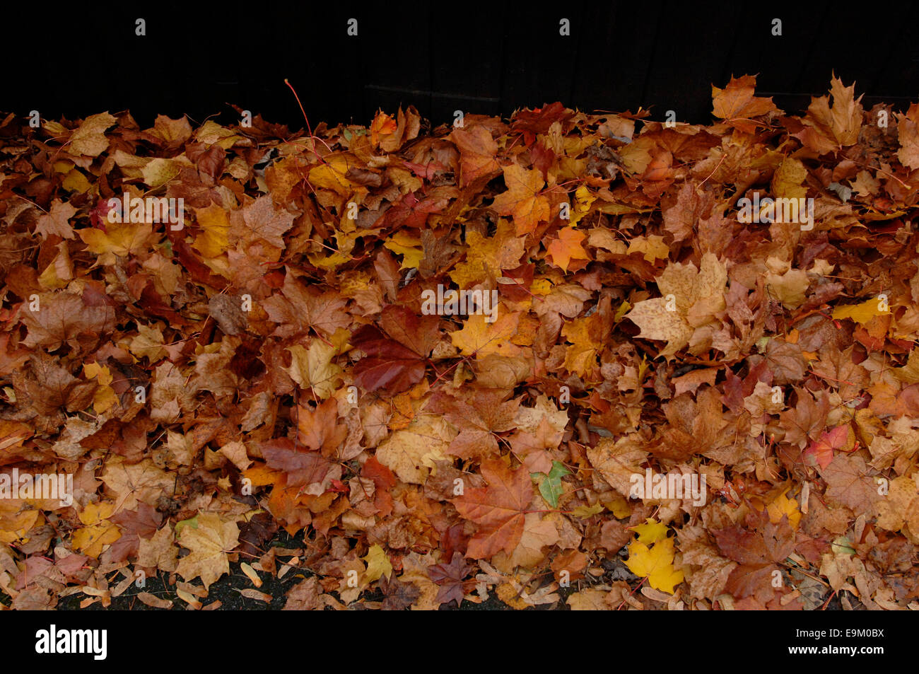 Fallen Autumn (Fall) Leaves Stock Photo - Alamy