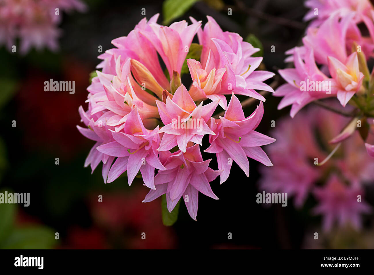 Azalea group hi-res stock photography and images - Alamy