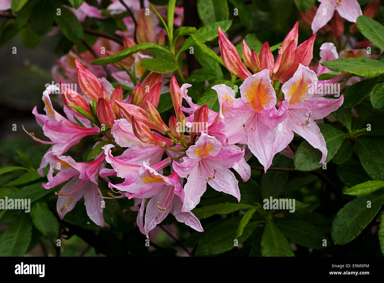 Pink azalea with orange stripe Stock Photo - Alamy
