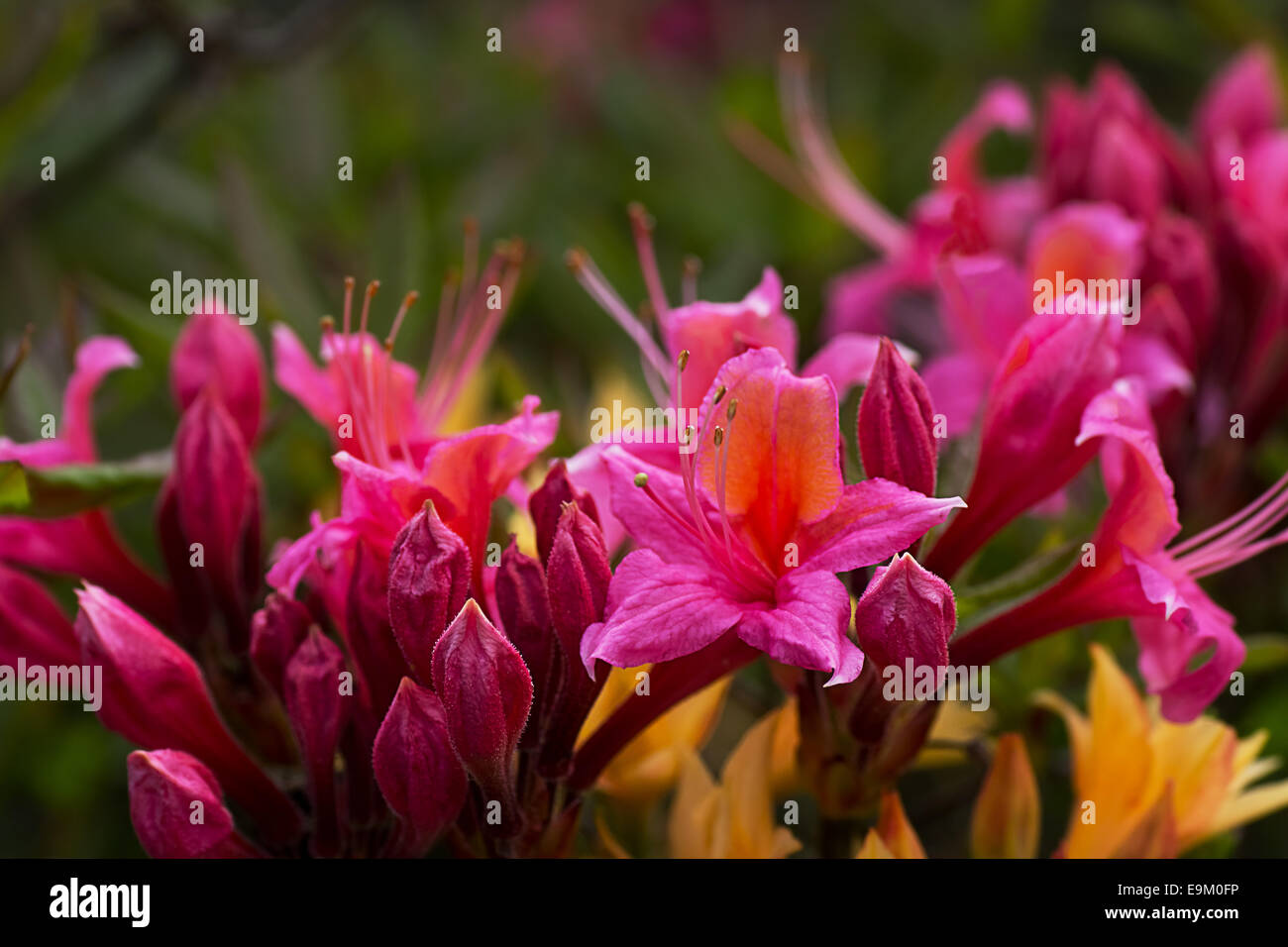 Gardens orange azalea hi-res stock photography and images - Alamy