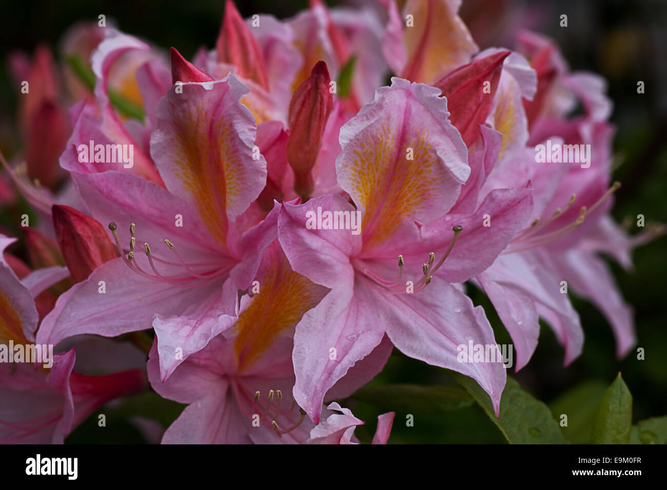 Azalea with pink and orange petals Stock Photo - Alamy