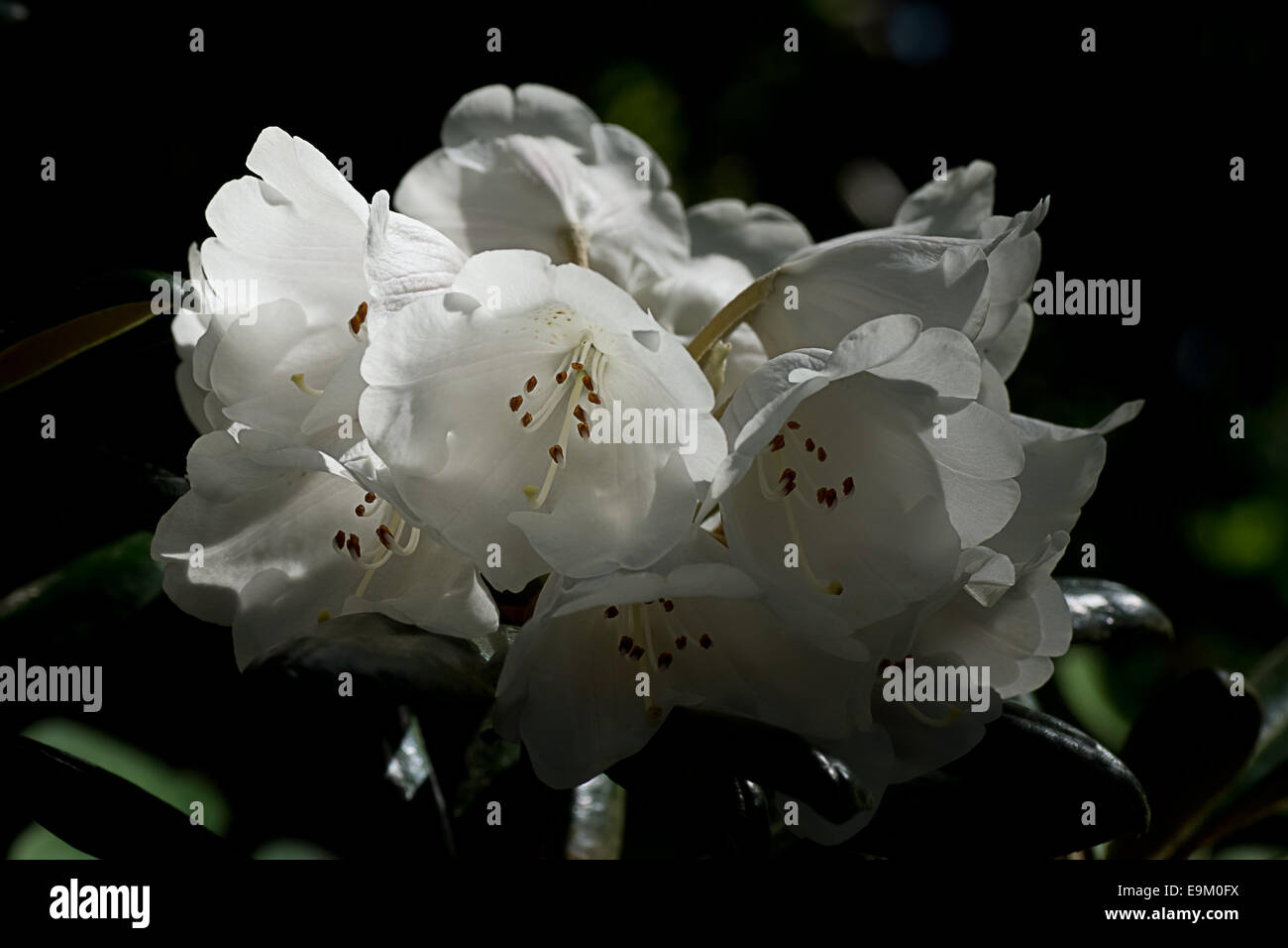 Azalea group hi-res stock photography and images - Alamy