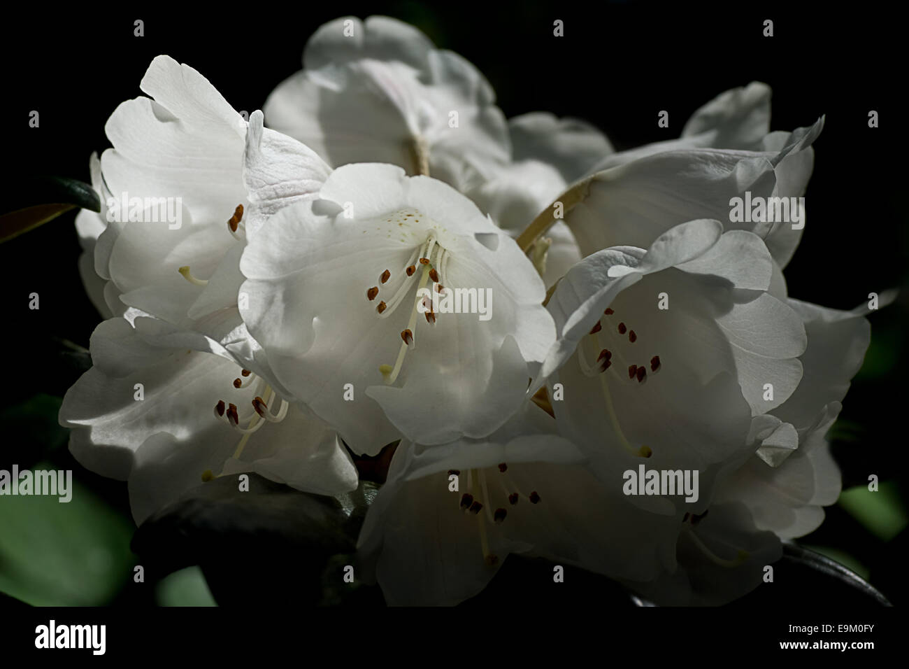 White azaleas backlit Stock Photo - Alamy