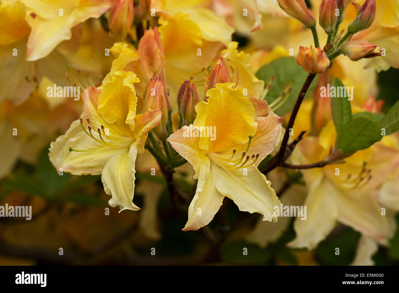 two yellow azaleas Stock Photo - Alamy