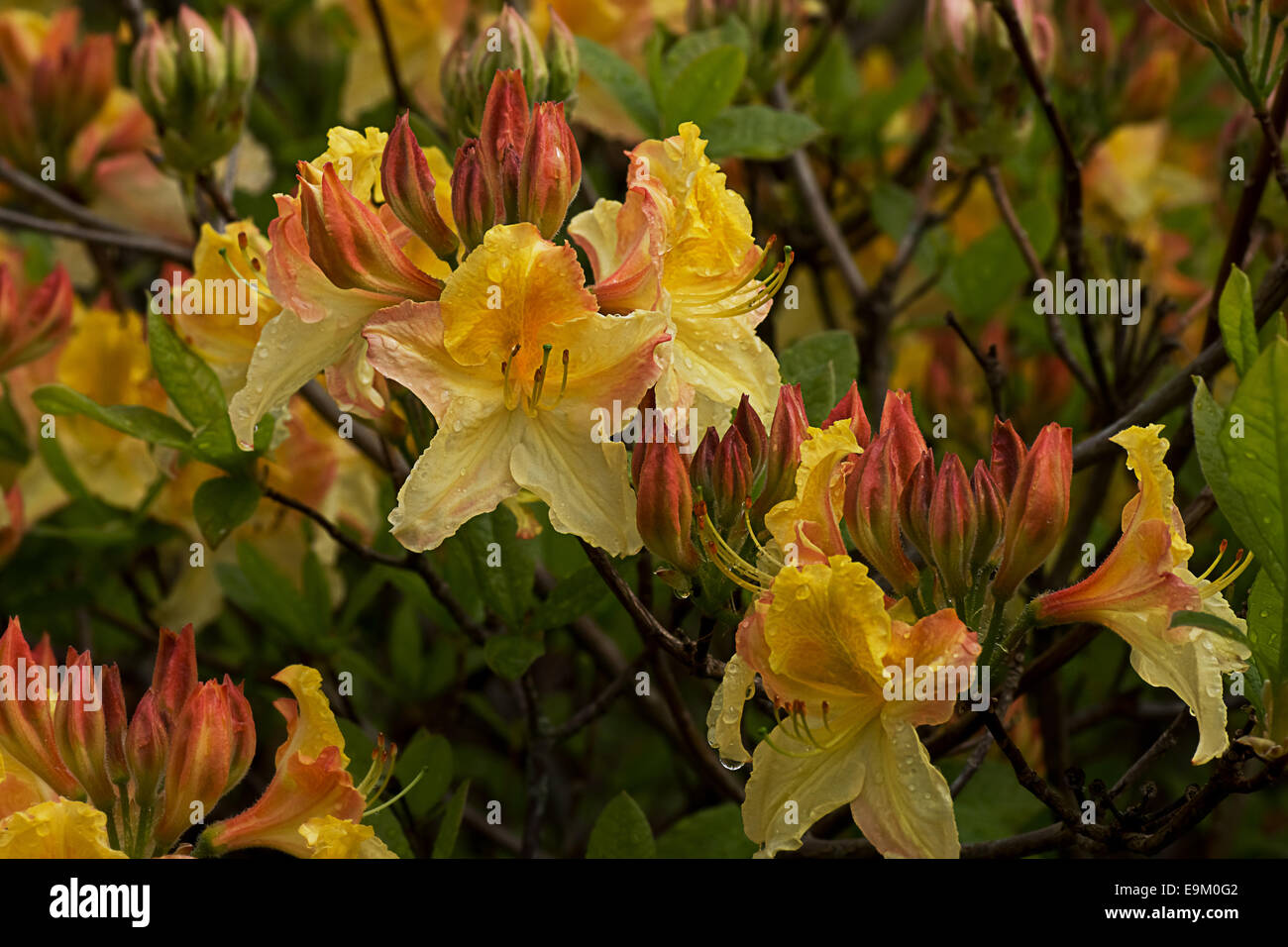Yellow azaleas, lighter yellow lower petals Stock Photo - Alamy