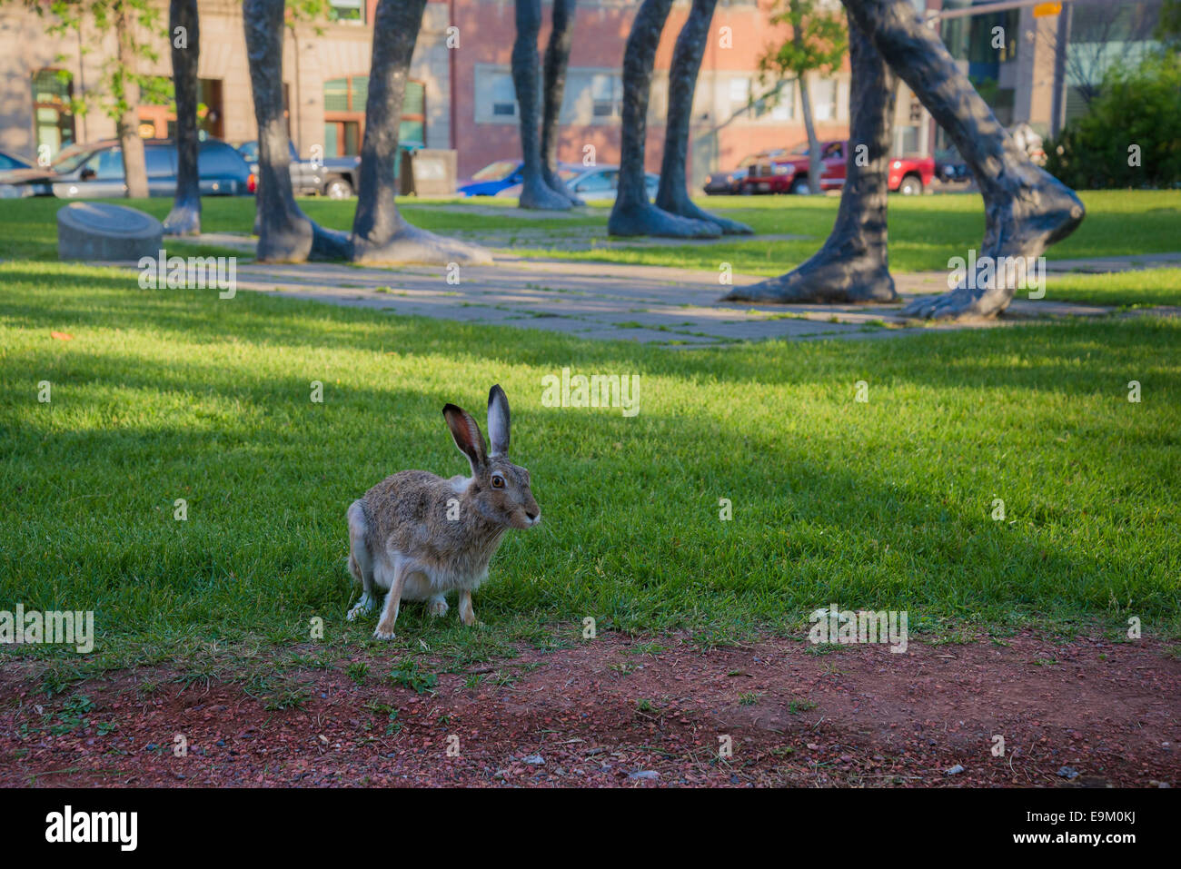 Looking for Wonderland. A jackrabbit by the Family of Man sculpture ...