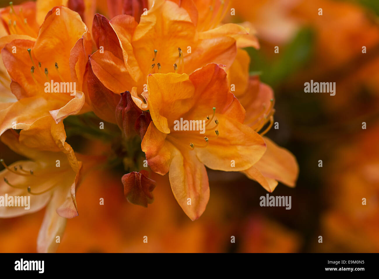 Light orange azalea flower Stock Photo - Alamy