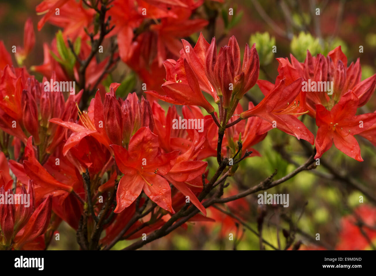 Azaleas azalea plants plant flowers flower hi-res stock photography and ...