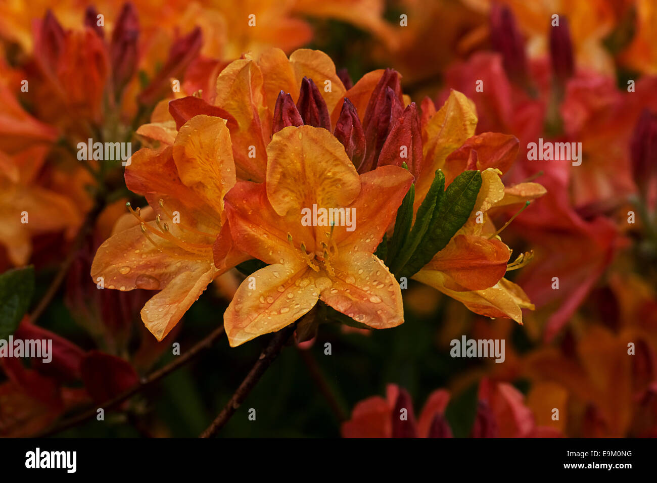 Orange azaleas hi-res stock photography and images - Alamy