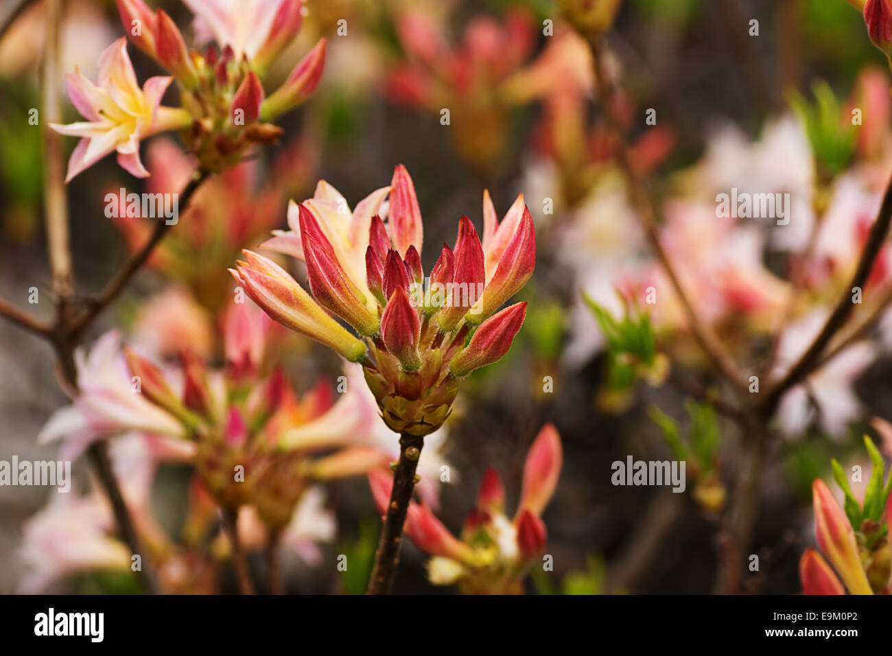 Azalea bush hi-res stock photography and images - Alamy