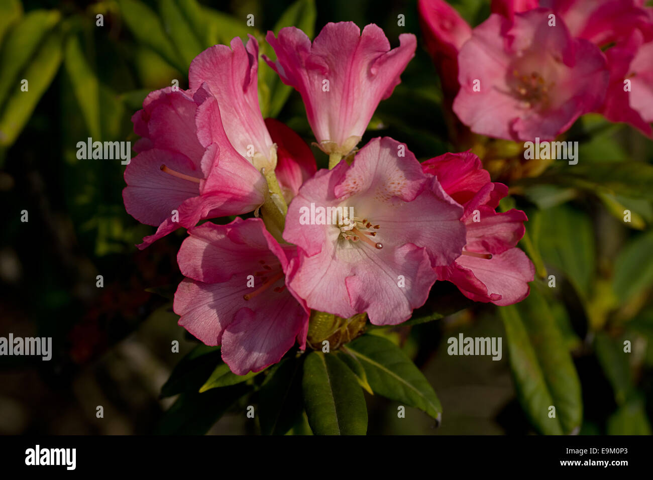 Azalea stamen hi-res stock photography and images - Alamy