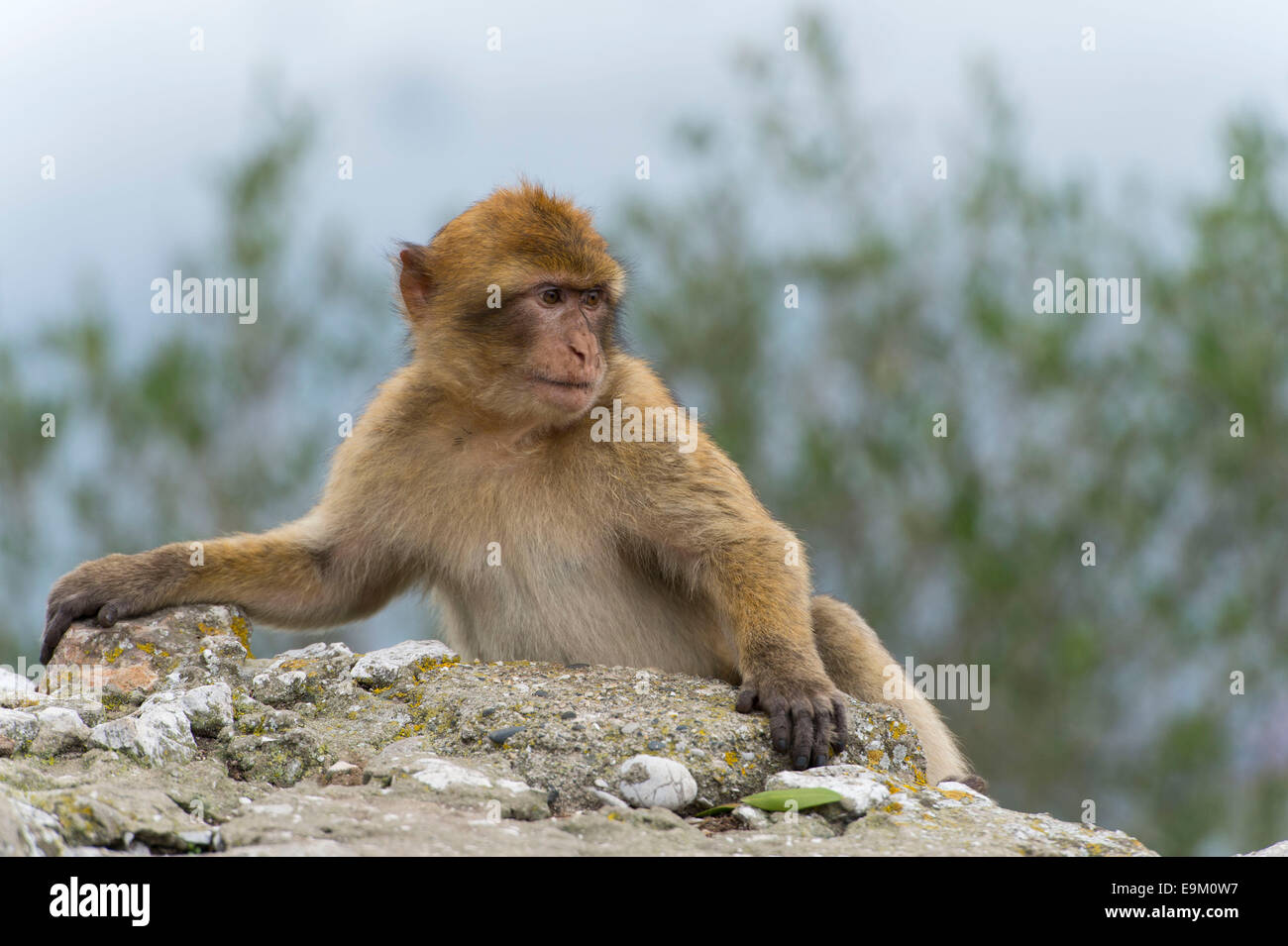 A barbary macaque monkey on the Rock of Gibraltar Stock Photo - Alamy
