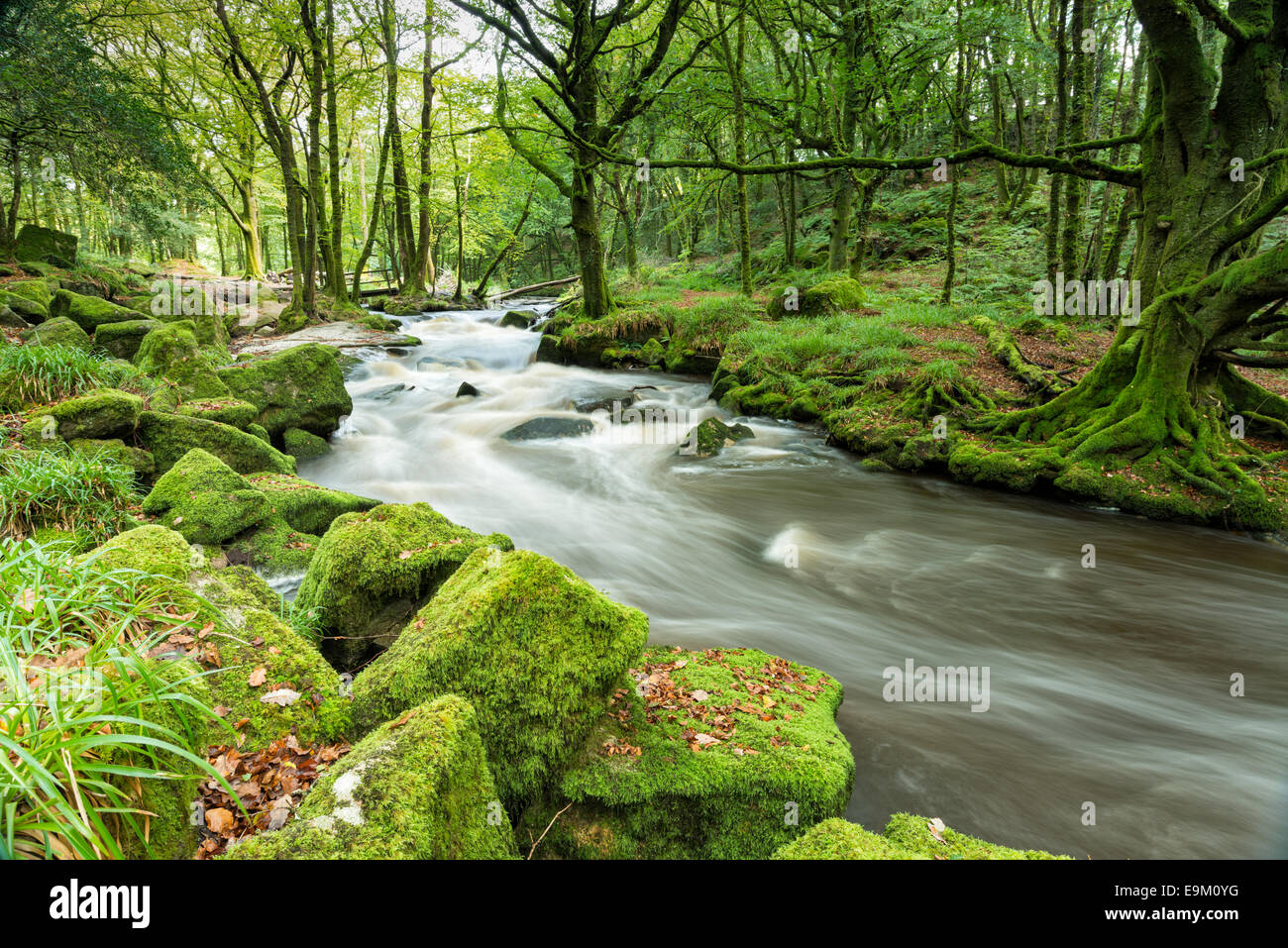 Golitha Falls a magical forest cascade on the southern edge of Bodmin ...