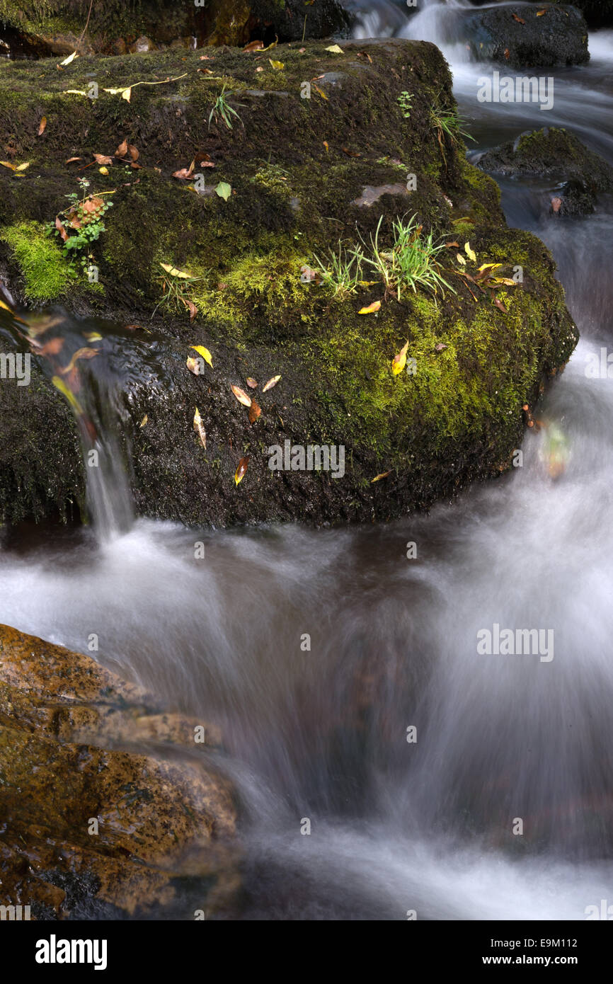 Mossy rock in the flowing water of the River Mellte, Brecon Beacons ...