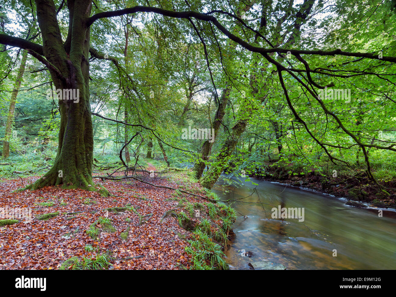 The river Fowey as it flows through Treverbyn Woods on the southern tip ...