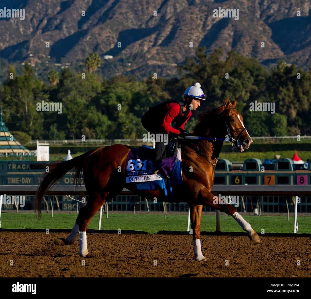 Tapiture Most Popular Photos