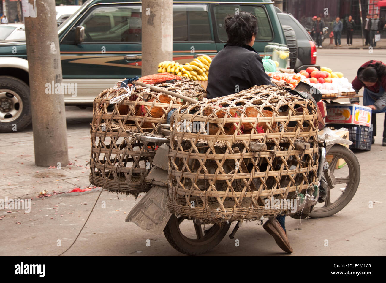 Biker carrying chickens, Luzhi, Guizhou Province, China Stock Photo - Alamy