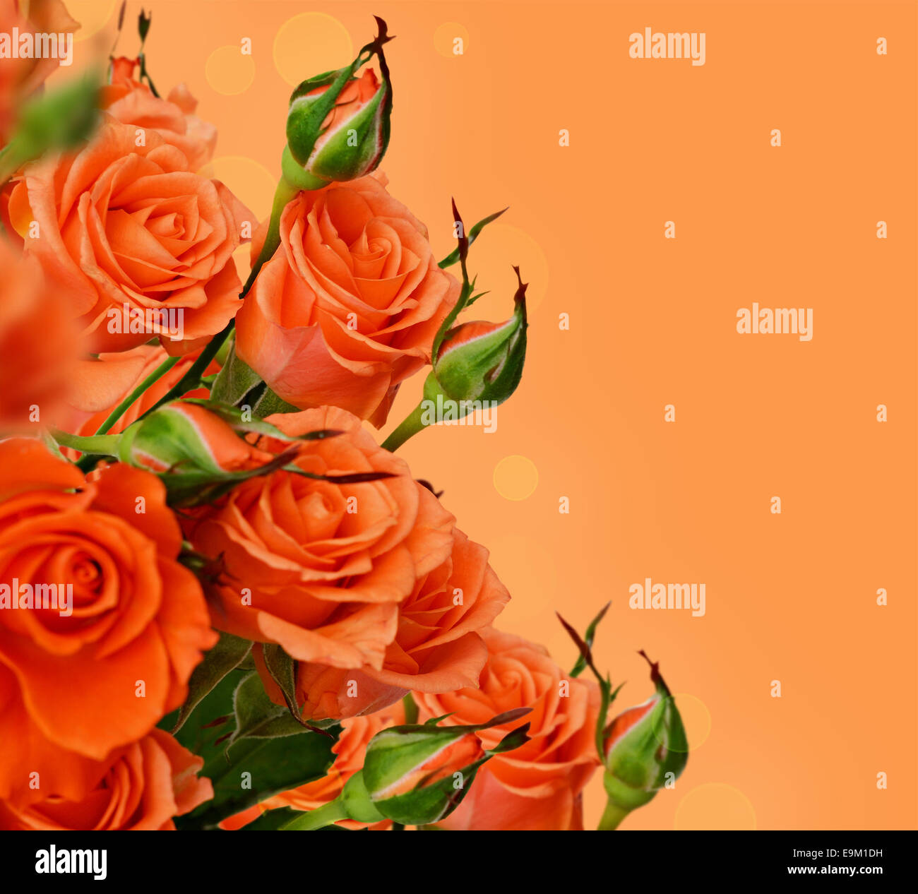 Orange roses on orange background Stock Photo - Alamy