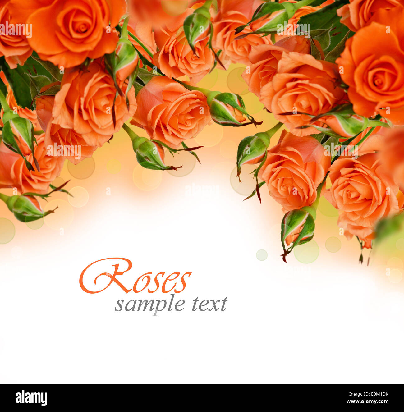 Orange roses background Stock Photo - Alamy