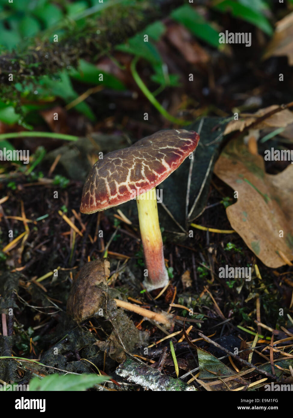 Wild mushroom forest hi-res stock photography and images - Alamy