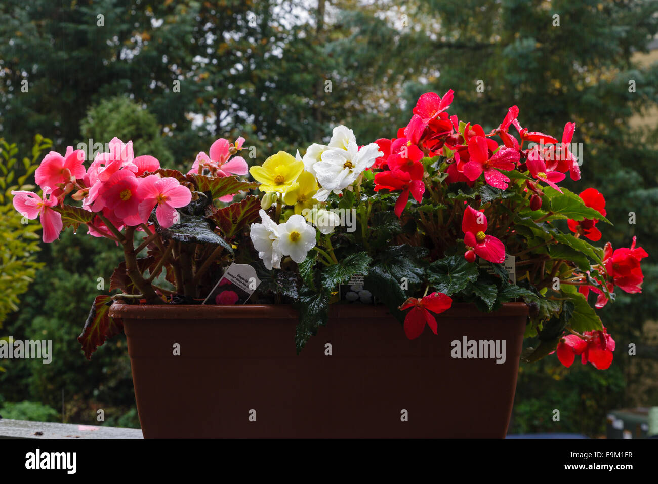 Tuberous begonias container hi-res stock photography and images - Alamy