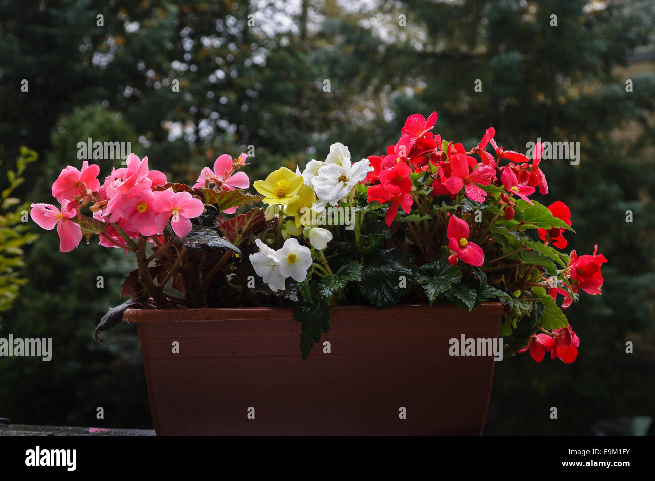 Large container of Begonia flower nonstop begonia tuberhybrida ...