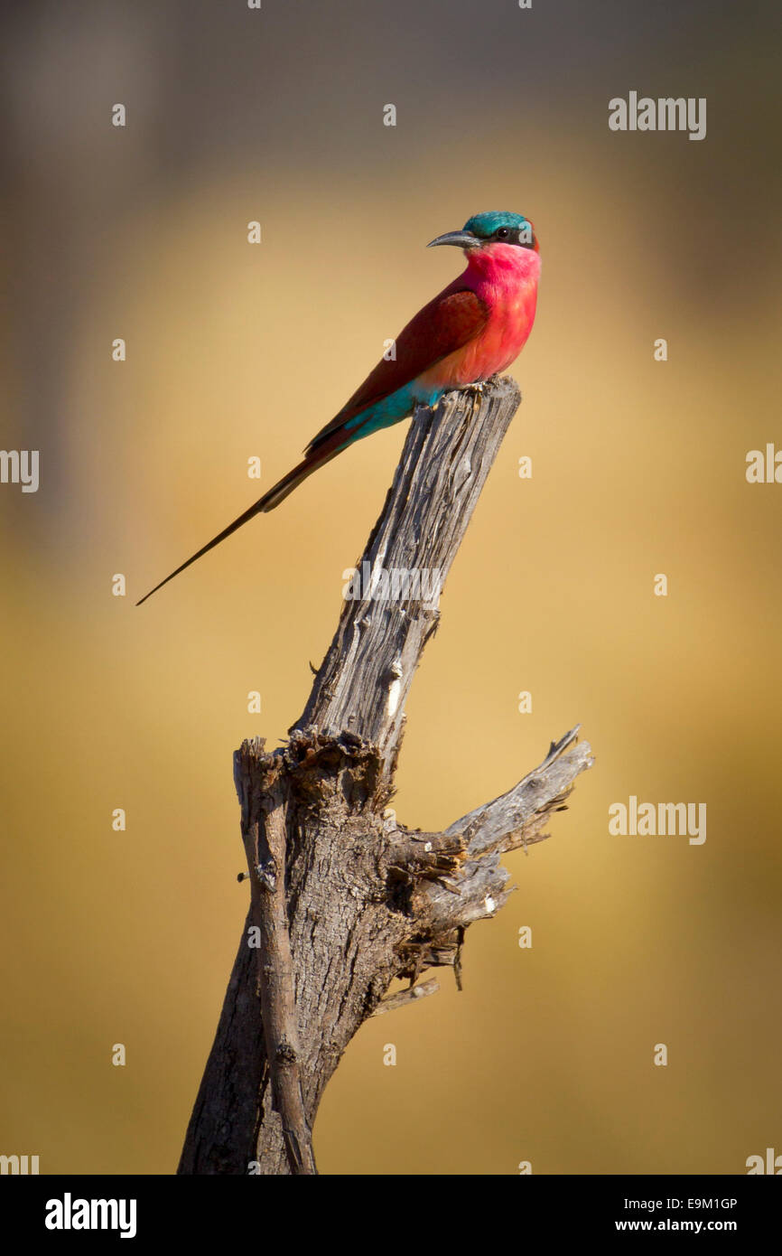 Carmine bee eater botswana hi-res stock photography and images - Alamy