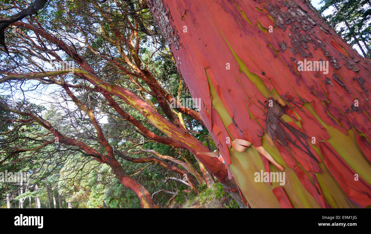 Madrona hi-res stock photography and images - Alamy