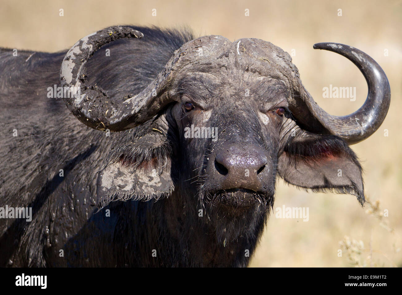 Cape buffalo boss hi-res stock photography and images - Alamy