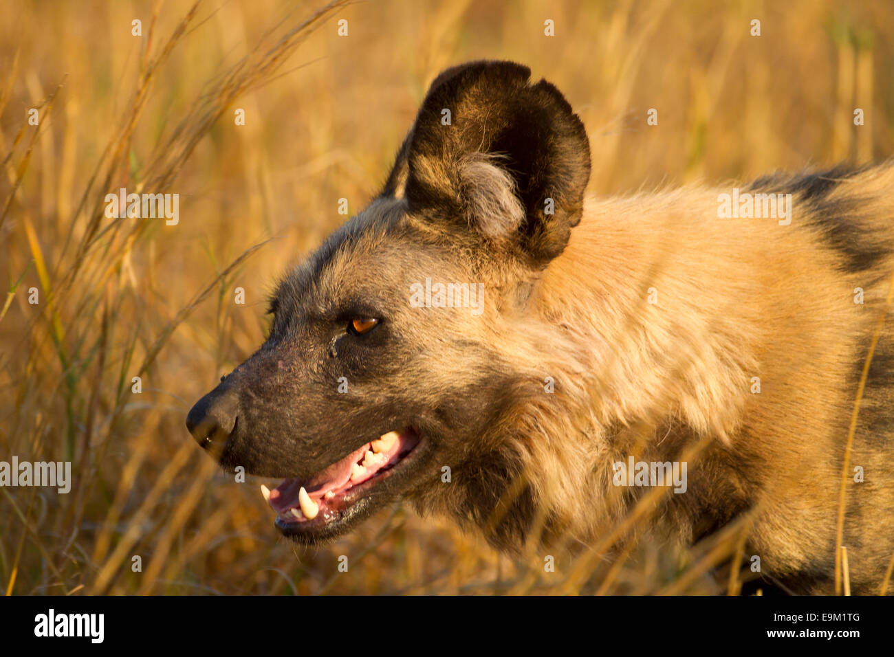 Wild dogs of Botswana Stock Photo - Alamy
