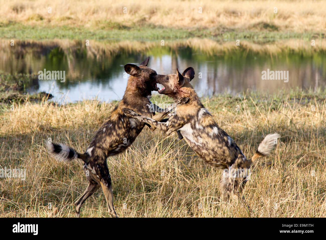 African wild dogs predators hi-res stock photography and images - Alamy