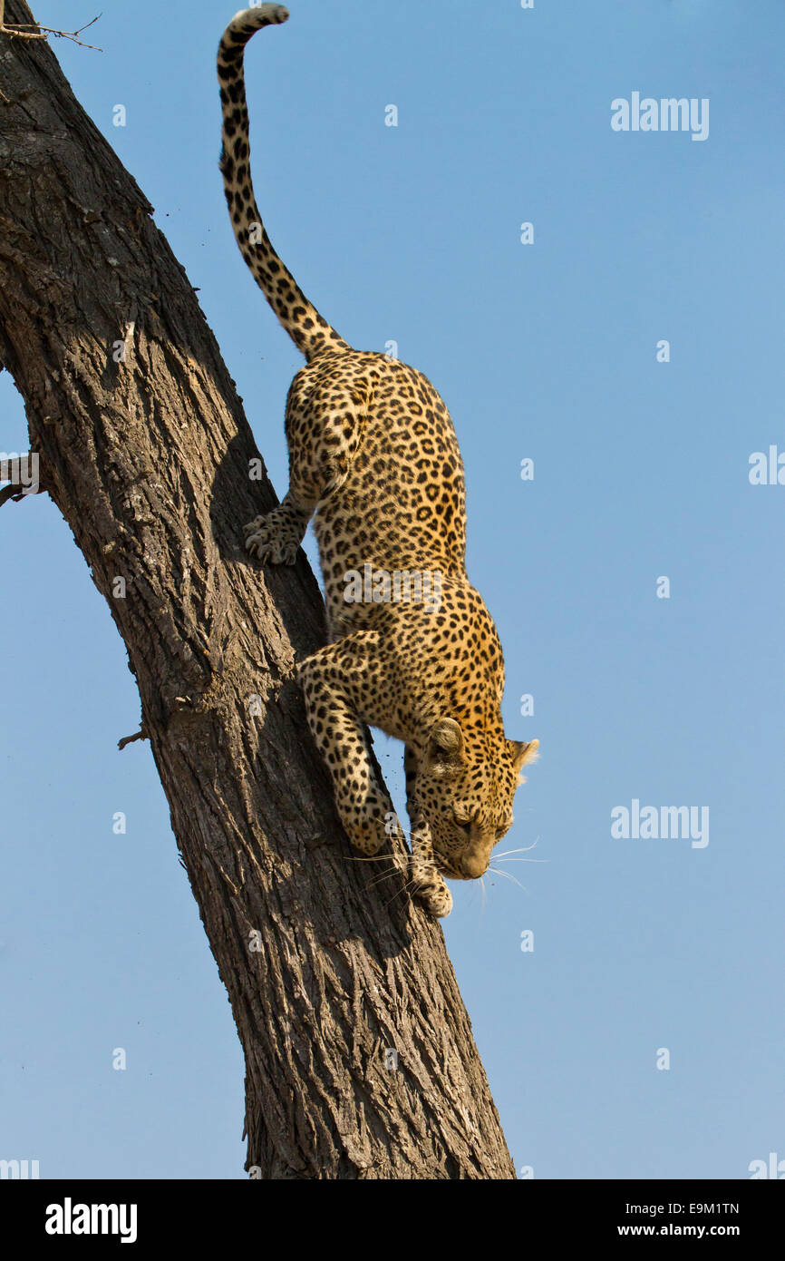 Jaguar Climbing Down Tree