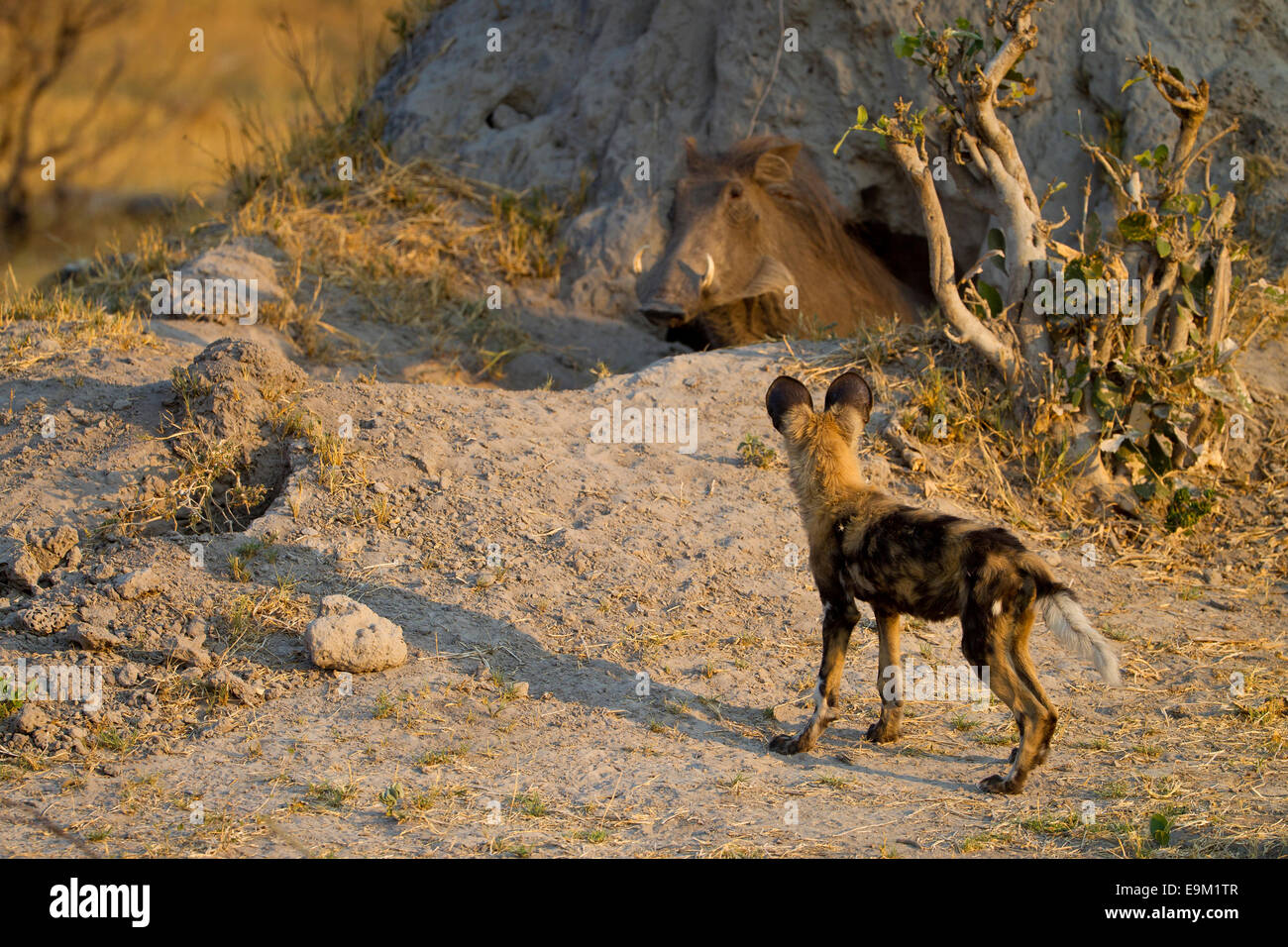Warthog predator hi-res stock photography and images - Alamy