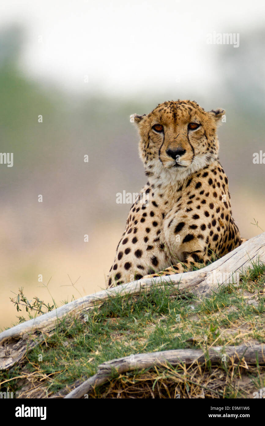 Cheetah ears hi-res stock photography and images - Alamy