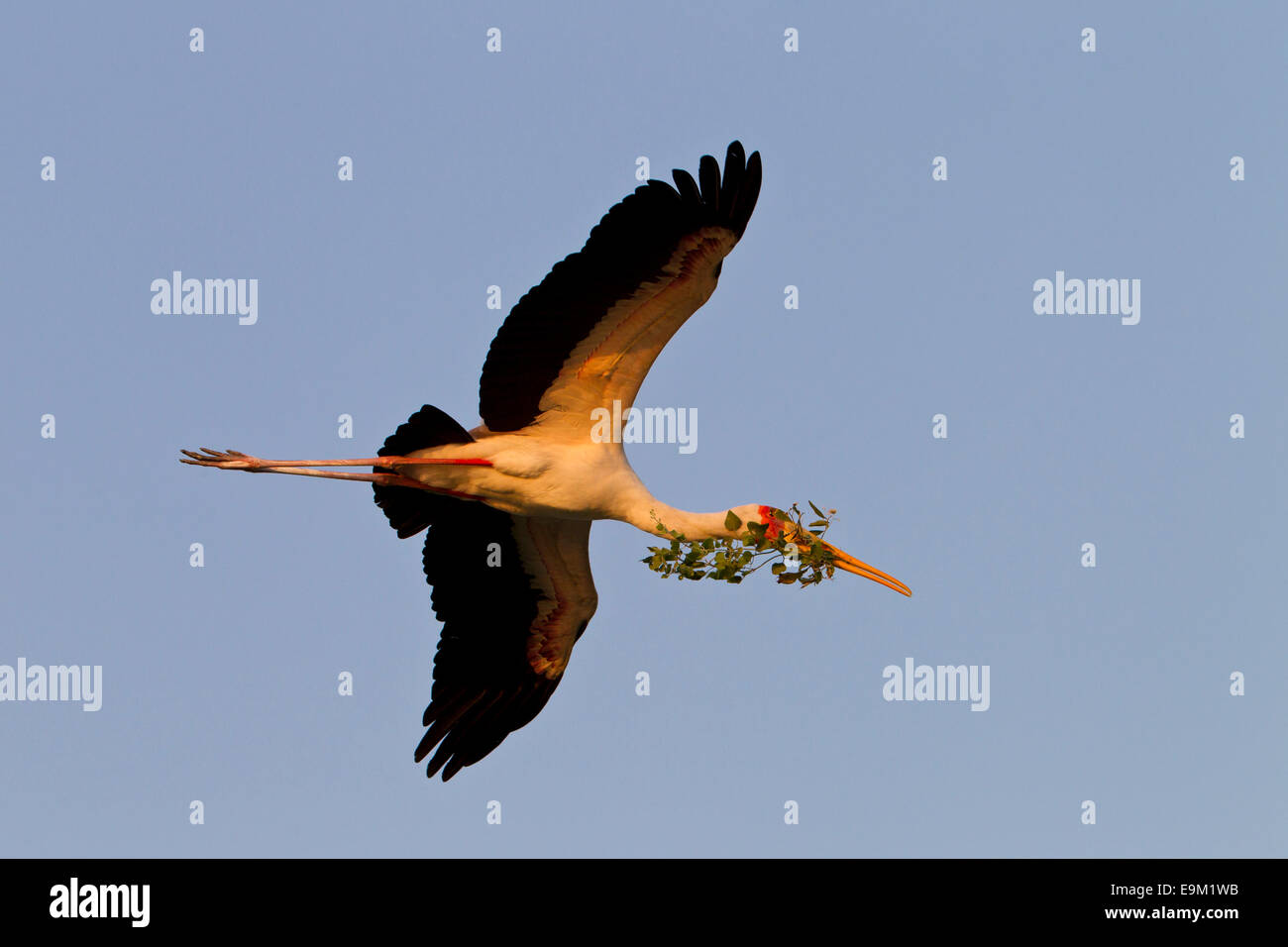 Yellow billed stork in flight, bringing branches back to build a nest ...