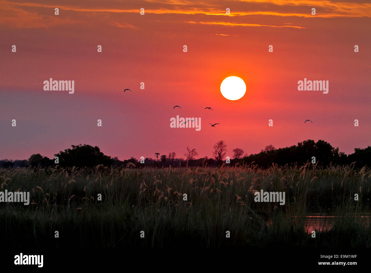 Flying birds in front of setting sun hi-res stock photography and ...
