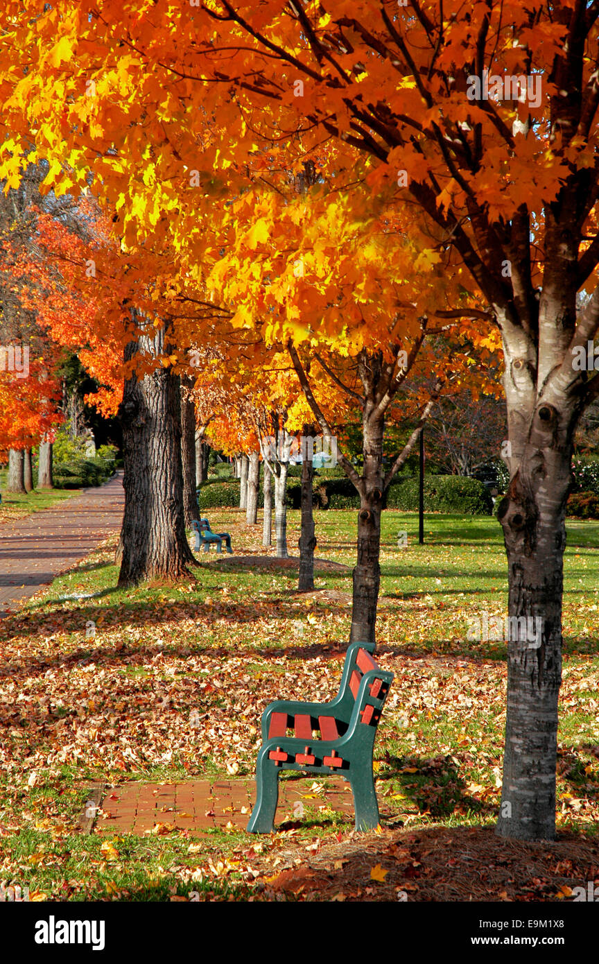 Park in the Fall: Spectacular Fall foliage in this park is captured at ...
