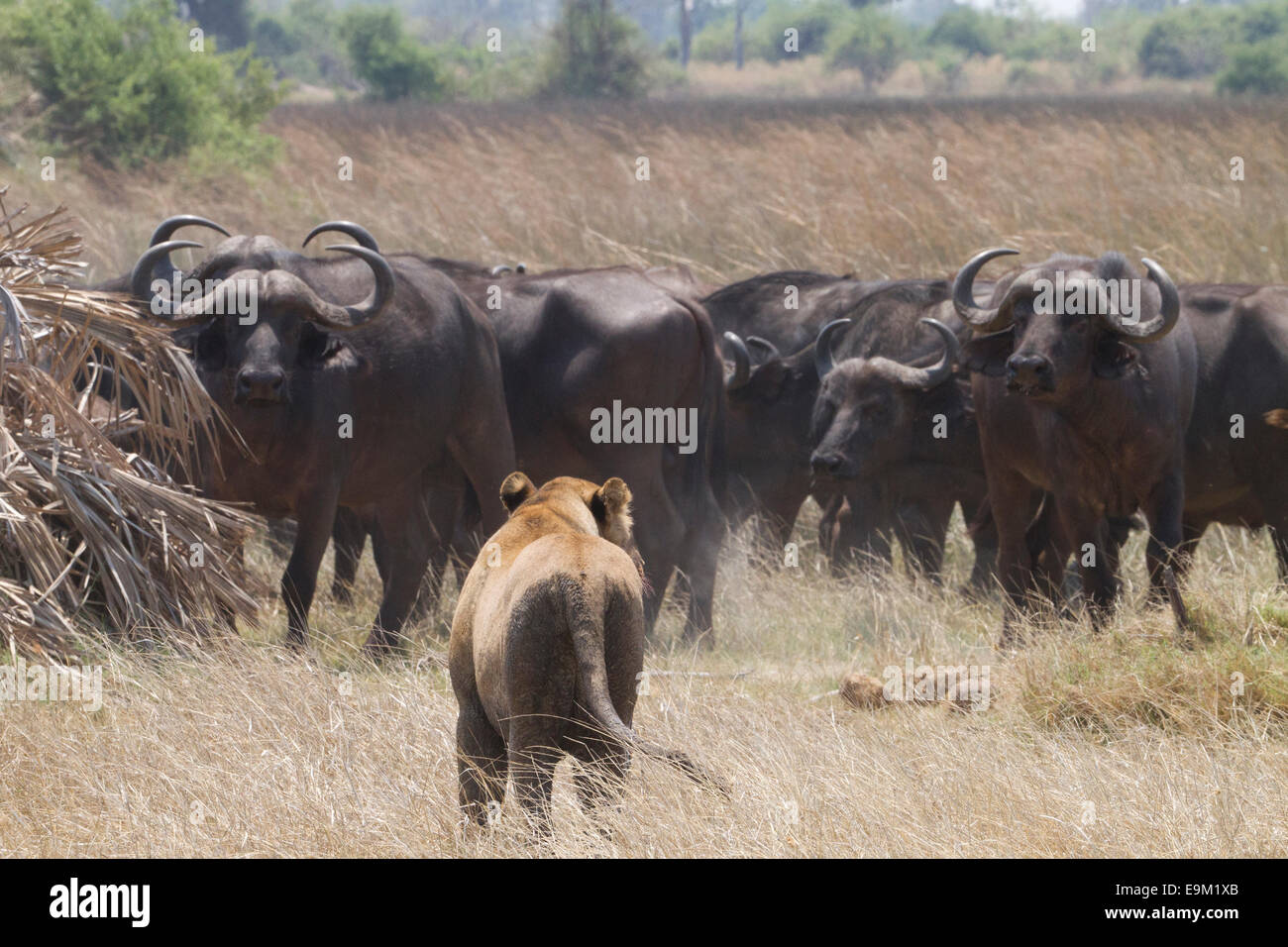 lioness and buffalo face off as the lion tries to separate the the weak ...