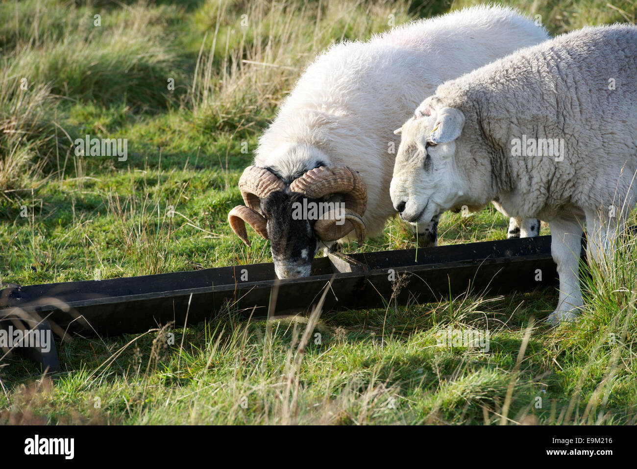 Sheep at water trough, Fenwick Moor, Scotland Stock Photo - Alamy